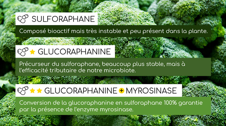 Guide de choix Brocosulf® Nutrixeal : brocolis et sulforaphane - Nutrixeal