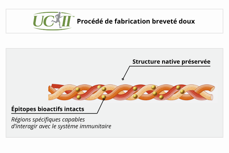 Cartil UC-II® – Collagène natif de type II | Nutrixeal®