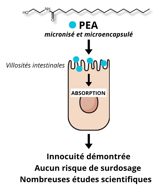 Palmitoyléthanolamide - PEA naturel OptiPEA® - 400 mg/gélule